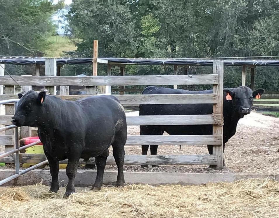 Overton County Agriculture Programs | Overton County